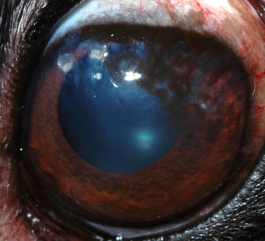 Chronic Superficial Keratitis (CSK) – Canine – Animal Eye Clinic