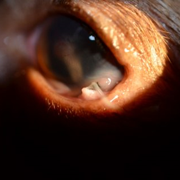 uveitis-canine-2 – Animal Eye Clinic
