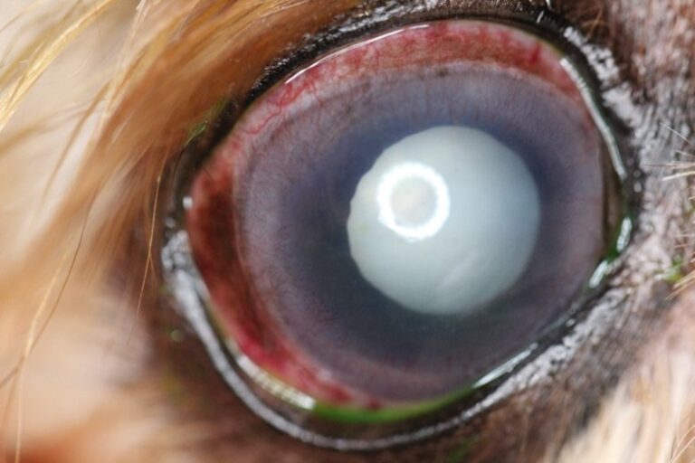 Uveitis, Lens-Induced (Phacolytic) - Canine – Animal Eye Clinic