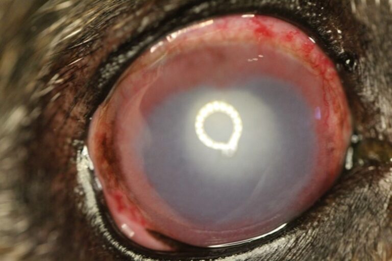 Uveitis, Lens-Induced (Phacolytic) - Canine – Animal Eye Clinic