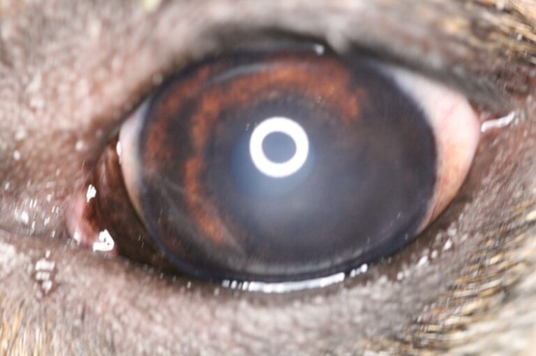 Corneal Erosion, Persistent - Canine – Animal Eye Clinic