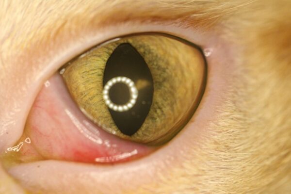 Corneal Erosion, Persistent - Feline – Animal Eye Clinic