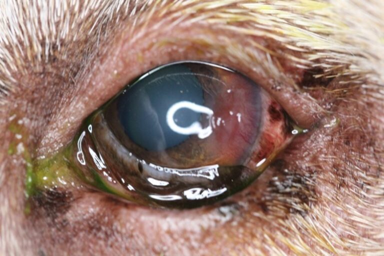 Corneal Erosion, Persistent - Canine – Animal Eye Clinic