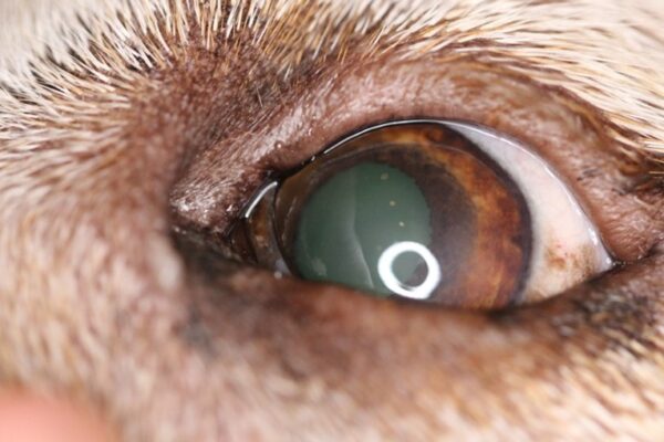 Corneal Erosion, Persistent - Canine – Animal Eye Clinic