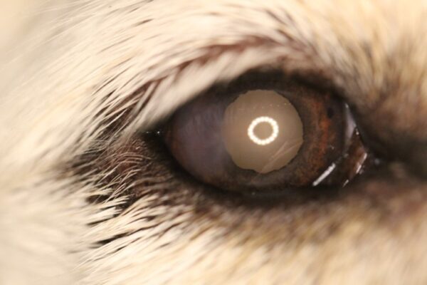 Corneal Erosion, Persistent - Canine – Animal Eye Clinic